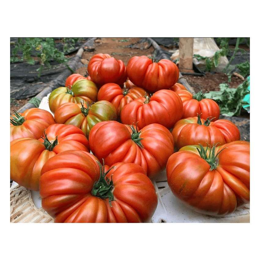 Tomate Heirloom Quasimodo | Gruner Seeds